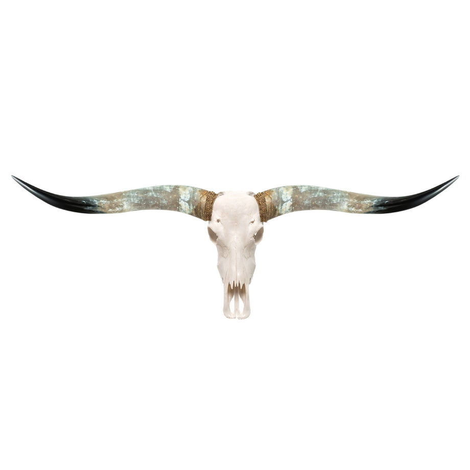 Longhorn Skulls for Sale | Longhorn Cow Skull Decor | Skull Bliss