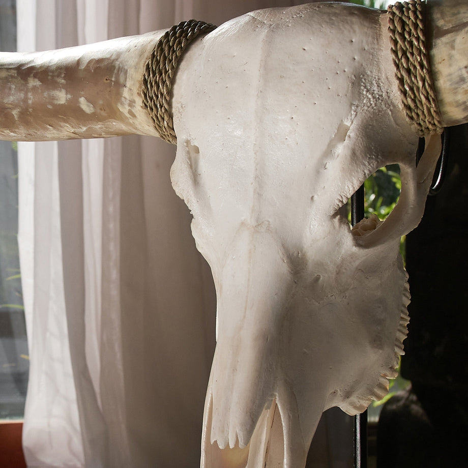 Longhorn Skulls for Sale | Longhorn Cow Skull Decor | Skull Bliss