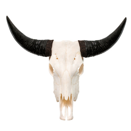 Cow Skulls for Sale | Bull & Cow Skull Decor | Skull Bliss