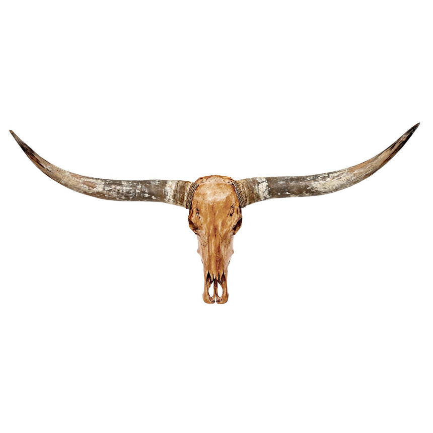 Antique and Aged Skulls for Sale | Skull Bliss