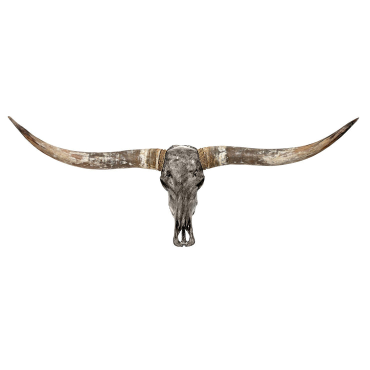 Carved Animal Skulls for Sale | Unique Skull Decor | Skull Bliss