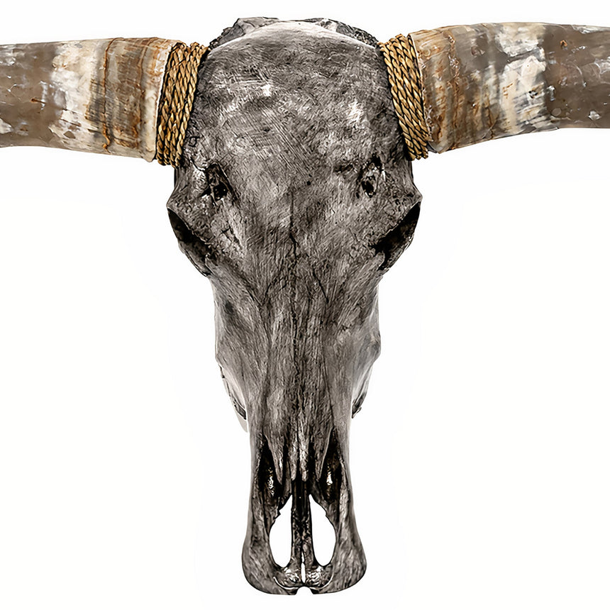 Longhorn Skulls for Sale | Longhorn Cow Skull Decor | Skull Bliss