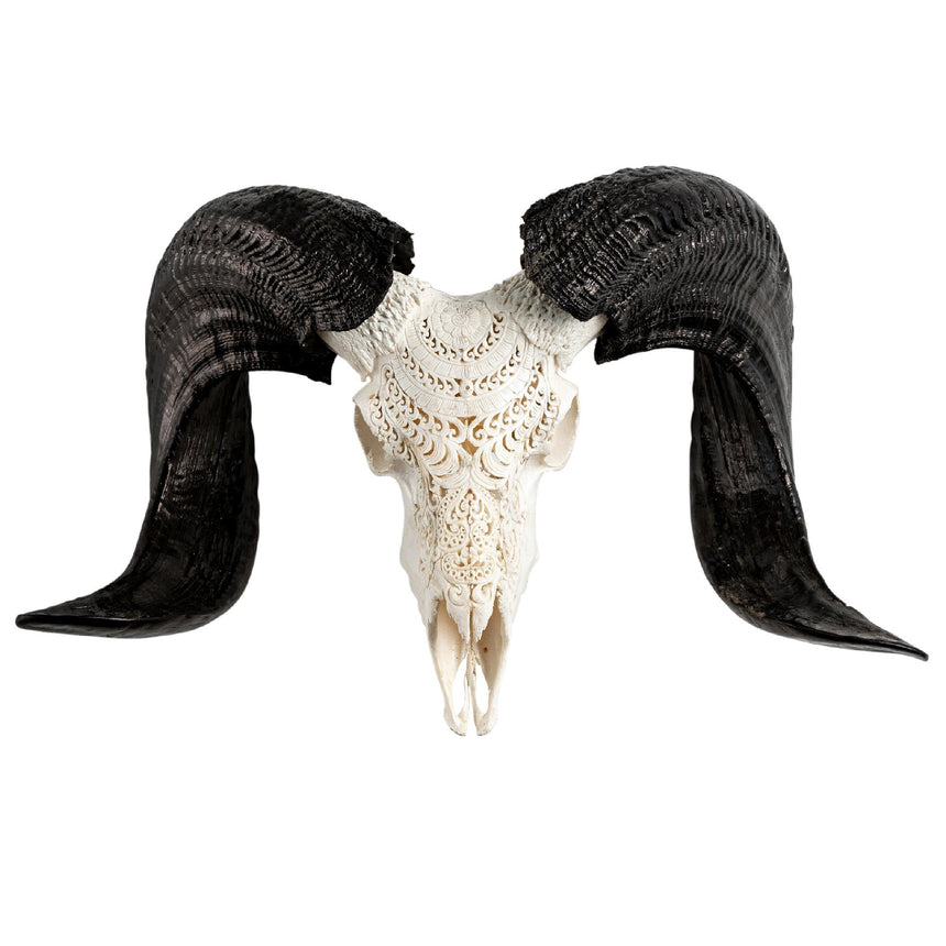 Ram Skulls for Sale | Ram Skull Art | Skull Bliss